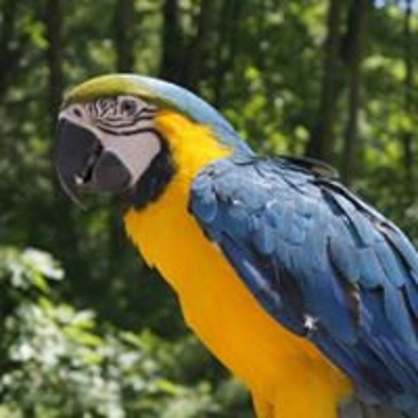 Colored 50 Pcs. Wooden Wood Blocks Bird Parrot Toys Parts Mini Macaw ...