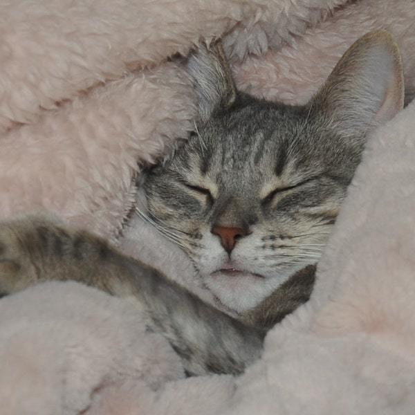 GPF Mod Dep Buckle for Your Belt Panerai Style and All RISTI Must Have ...