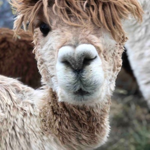 Peacock Pinata - Etsy