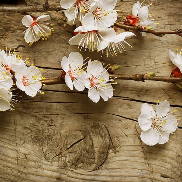 Fully Written CDA Competency Statement IV Sample Google Doc/ Save Time ...