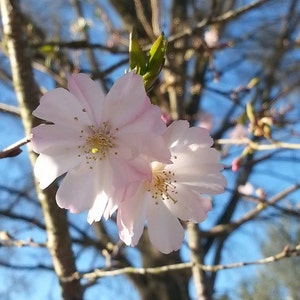 Chase the Light Hand Dyed Yarn Fingering to Worsted Weight Choose Your ...