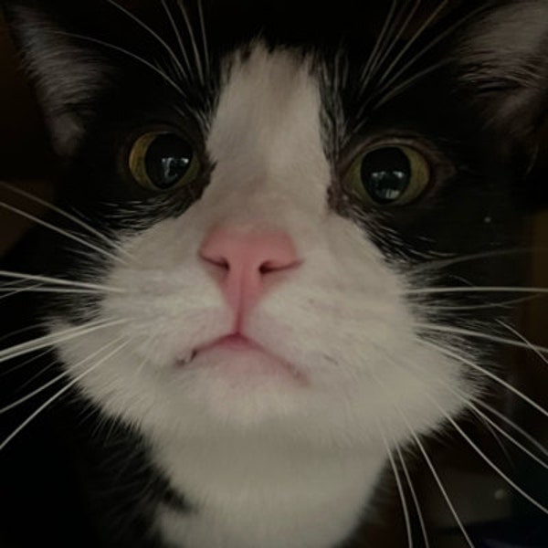 Sepsis Enamel Lapel Pin EP112 Sepsis, Sepsis Shock, Infection, ICU ...