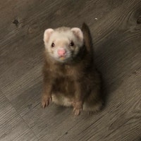 Ferret Print, CUSTOMIZABLE, Vampire, Personalized, Dracula, Gothic ...