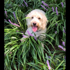 DAISY FLOWER Stained Glass Windchime Sun Catcher Wind Chime Suncatcher ...