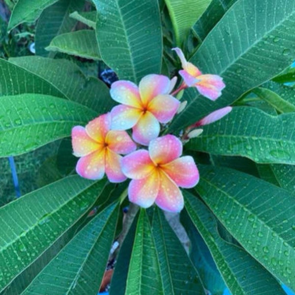 Teachers Show You Where to Look, Teacher Gift, Appreciation Picture ...