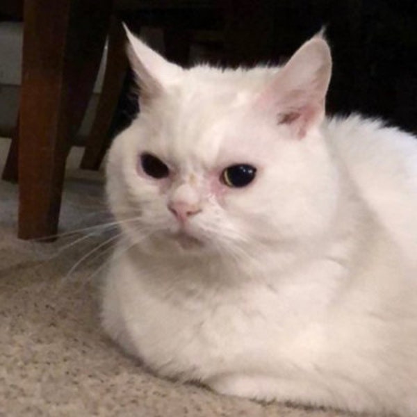 Wiggly Star Baby Waterproof Sticker - Etsy