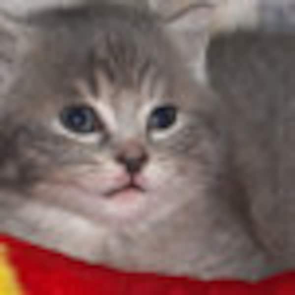 Arteza Brush Pens 96 Colors Set DIY Color Chart / Swatch Sheet Digital ...