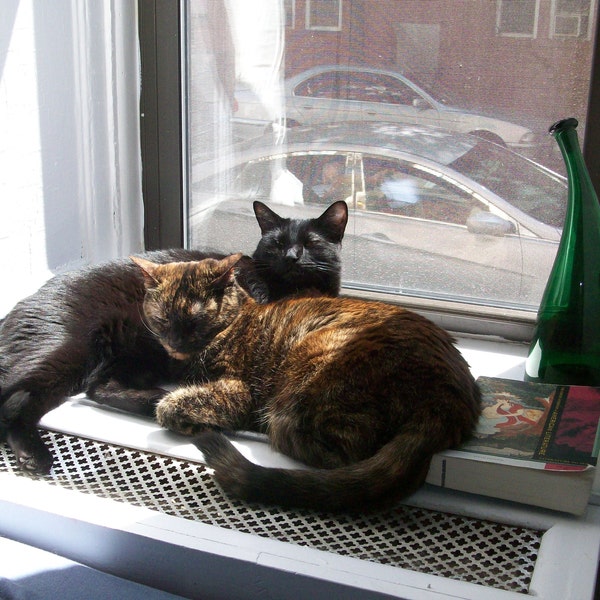 Bibliophile Definition Print Book Wall Art Book Lover Print Book Print ...