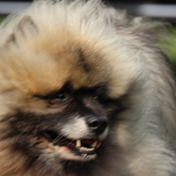 Dragon Felt PDF, SVG Pattern, Anime Ornament DIY Plush, Dragon Felt ...