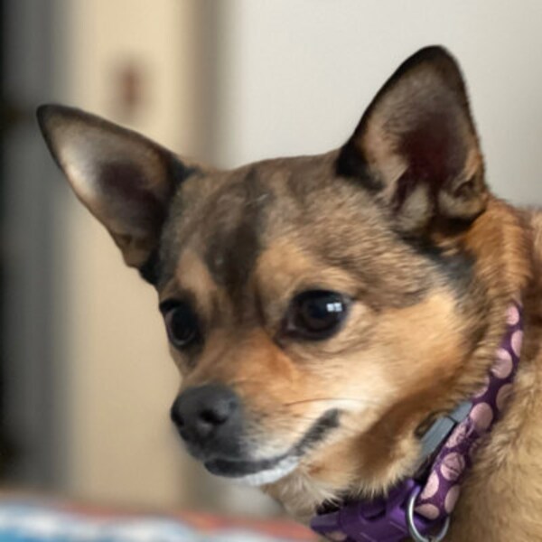 Vintage Style Pin up Wall Decor, Wall Art, Mixed Media Upcycle - Etsy