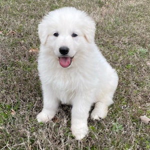 Dice Bracelet, Caduceus, Dnd, D20, MTG, Rose Quartz & Peridot, Sterling ...