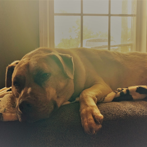 School Play Program, Playbill Template, Printable Theatre College High ...