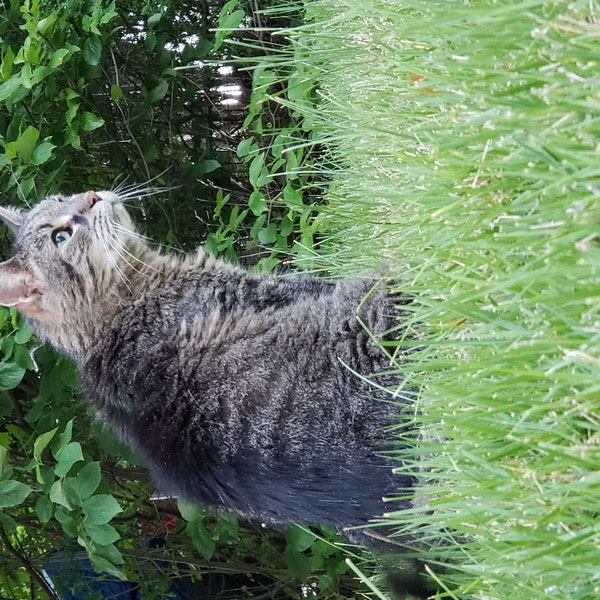 Foldable Duck Life Cycle Learning Activity for Kids A4 and 11x8.5 Inch ...