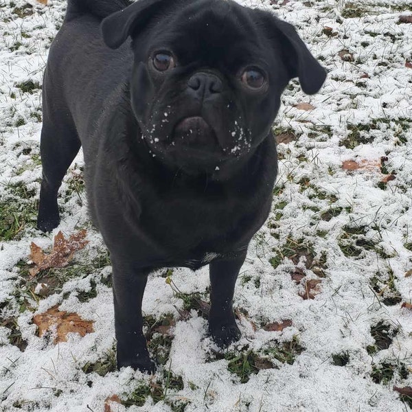 Hot Pug Art Print - Etsy