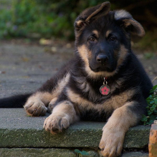 Tiptoe Through the Tulips, Flower Foundation Paper Piecing Pattern FPP ...