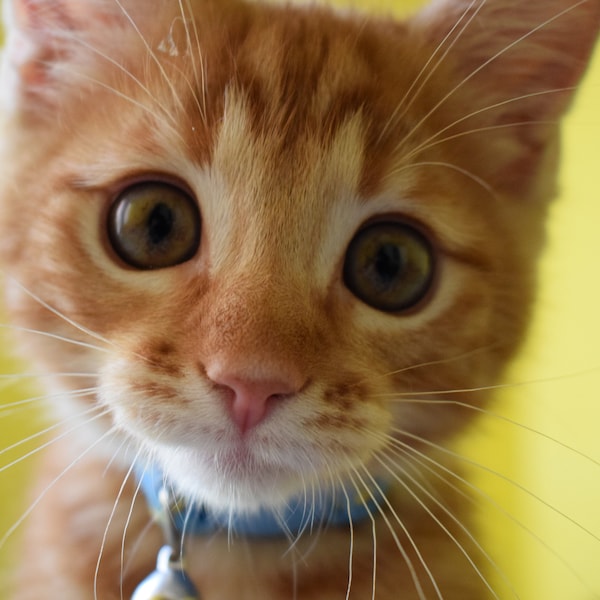 Husky Dog Emotes X 46 for Twitch & Discord Emote Husky Dog Twitch Emote ...