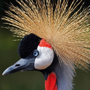 First Nations Cedar Pendant With Abalone Inlay Six Designs - Etsy