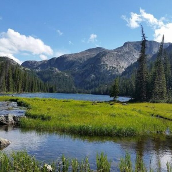 Northern Red Ash Tree Seeds fraxinus Pennsylvanica 30seeds - Etsy