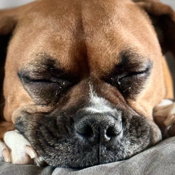 Boxer Dog Bath Soap Company Vintage Style Artwork by Stephen Fowler ...