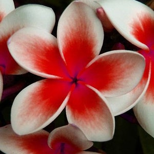 Nerd Patch Smart, Geek, Brainiac, Techie, Programmer Badge 3 iron On - Etsy