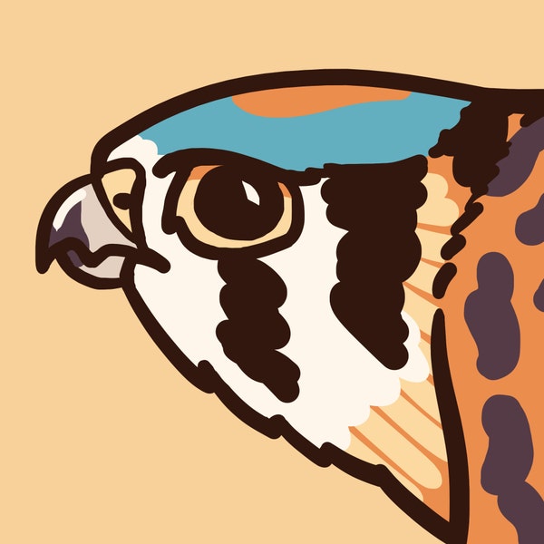 Riker Mount ONE Display Case Frame Shadow Box Choose Size - Etsy