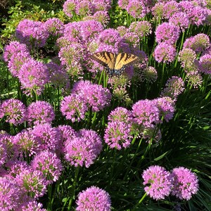 Simplicity 7001 Daisy Kingdom Girls Dress and Slip and 18 Doll Outfit ...