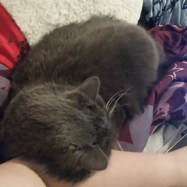 ANIMATED STATIC EMOTE Red Chibi Raid Emote, Animated Black Haired Emote ...