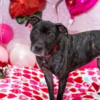 Red-eyed White Bunny Sticker Cute REW Rabbit Printed Vinyl Sticker ...