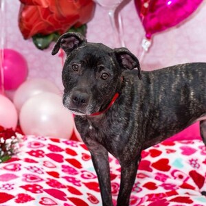 Red-eyed White Lop Rabbit Sticker Printed Chibi REW Bunny Vinyl Tablet ...