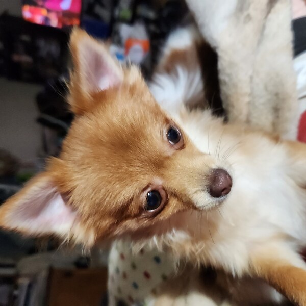 African Elegance Crochet Graph c2c, Mini C2c, Sc, Hdc, Dc, Tss, Cross ...