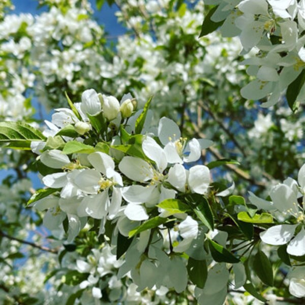 Bear Path Quilt PDF Pattern - Etsy