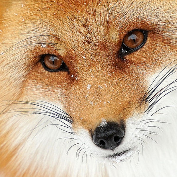 Radical Rose & Reel Applique Quilt Pattern - Etsy