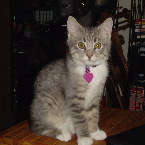 Pink Roses Junk Journal Kit, Printable, Shabby Chic, Flowers, Botanical ...