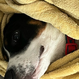 BIPAP Quick Reference Guide - Etsy