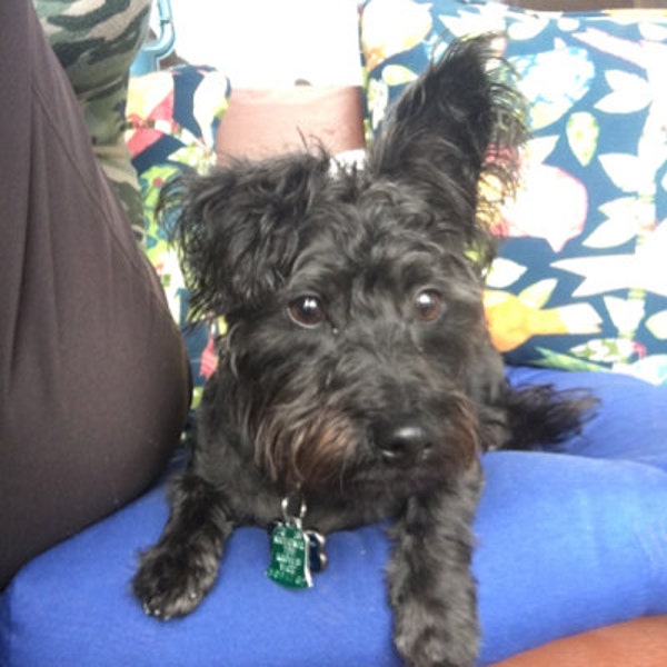 Freeze Dried Frittle Sample Pack FREE SHIPPING Sour, Wild Berry and ...