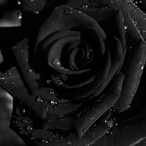 Gothic Ring Cameo Ring Black Rose Ring Red Rose Ring Goth Ring ...