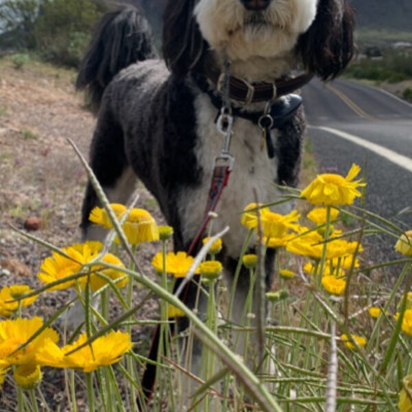 Wing Keychain, Angel Wing Keychain, Remembrance Keychain, Husband Wife ...
