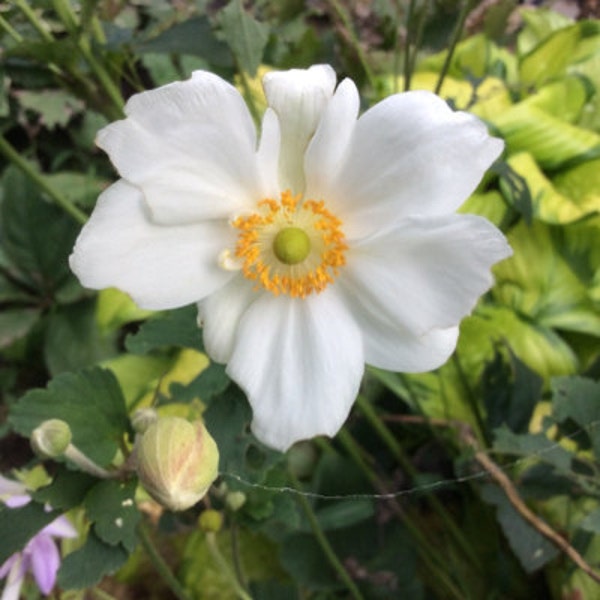 Rocks Clipart, 218 Mossy Rocks Watercolor, Stone Rocks Bundle Clipart ...