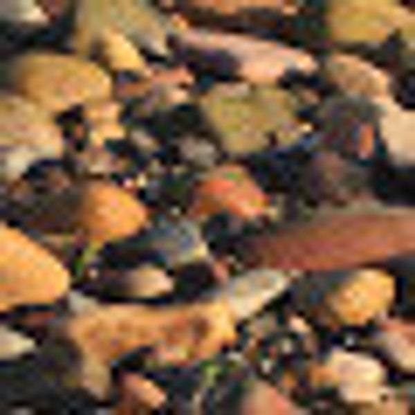 Domestic Variety Pack 5 Walnut, 5 Maple and 5 Cherry Boards 3/4 X 2 ...