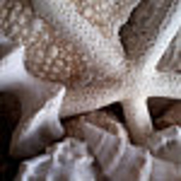 Raffia Wall Hanging With Sepia Bone cuttlefish Bone and Clay Beads ...