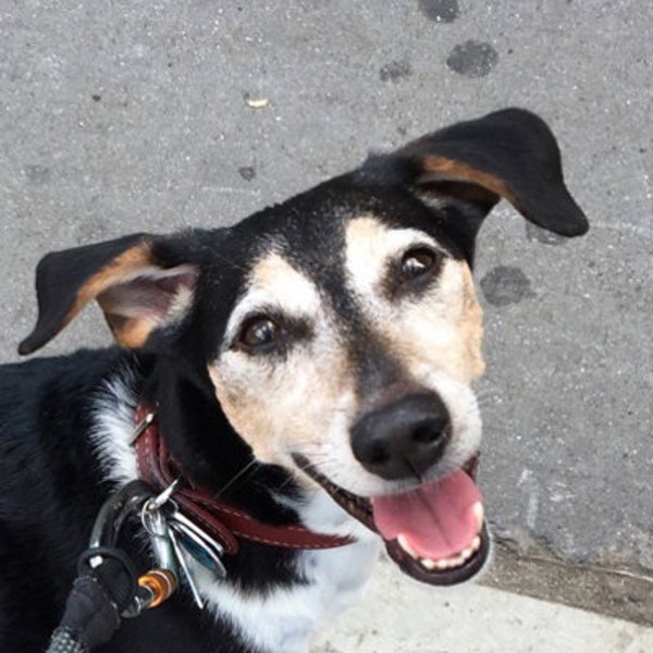Pansy Clear Light Blue Flower Seeds viola X Wittrockiana 50seeds - Etsy