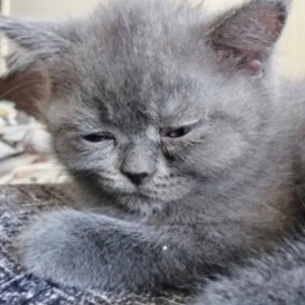 GREENHOUSE 4oz Fragrance Oil Candle Scent - Etsy