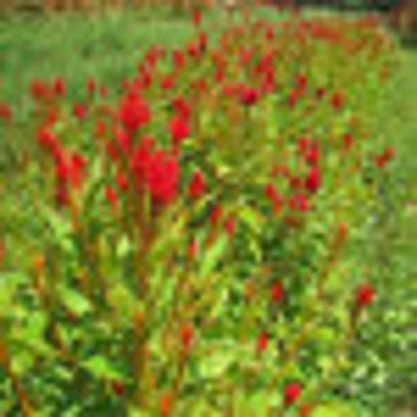 Walk in the Cotswolds - Etsy