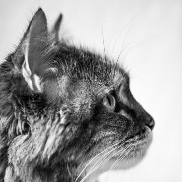 Sewing Pattern Unicorn Pegasus Horse Burda 6495 Soft Plushie New Uncut ...