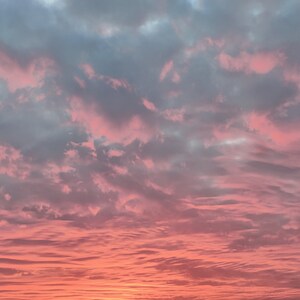 Rose Belly Ring - Etsy