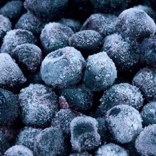 Owls of the World Poster Print - Etsy UK