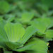 puripurin - Etsy