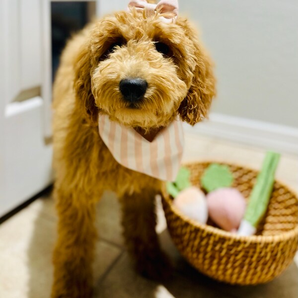 Jeopardy Powerpoint Game Customizable Template, Ready to Play, Multiple ...