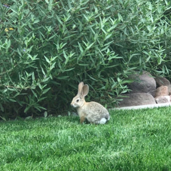 Sloth Camp Mug Personalized, Campfire Mug, Sloth Lovers, Camping Mug ...