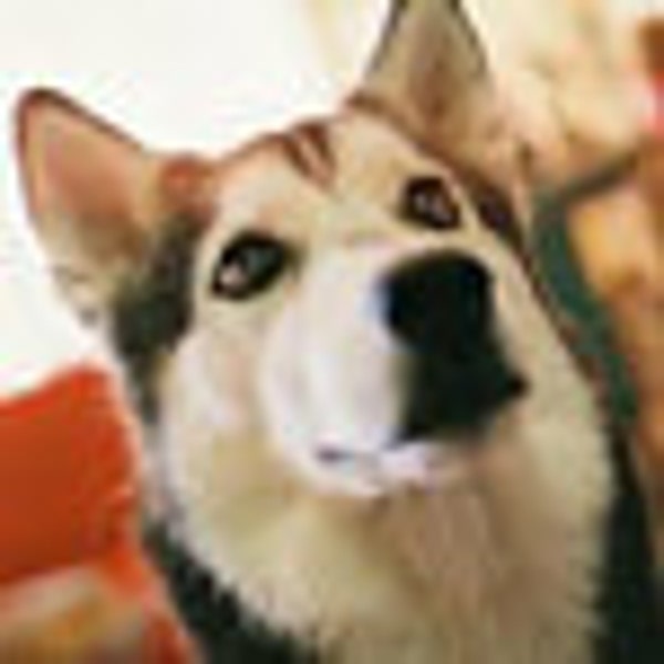 Rat Purse, Silvermane Rat Coin Purse, Felt Rat Metal Frame Kisslock ...